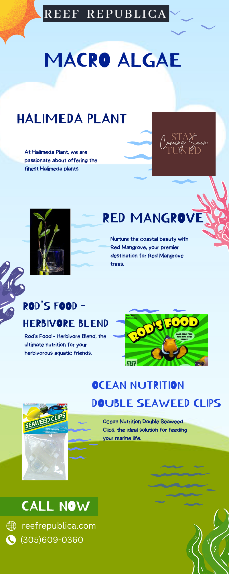 Explore a Diverse Selection of Macro Algae for Sale at Reef Republica ...