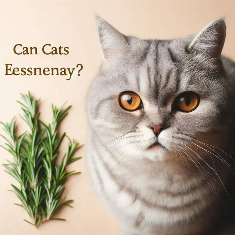 Extraordinary Cats Rosemary Plant Pictures