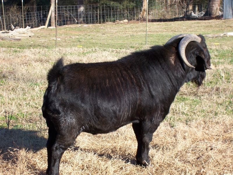 The Unique Beauty of Black Boer Goats | by JC Boer Goats | Medium