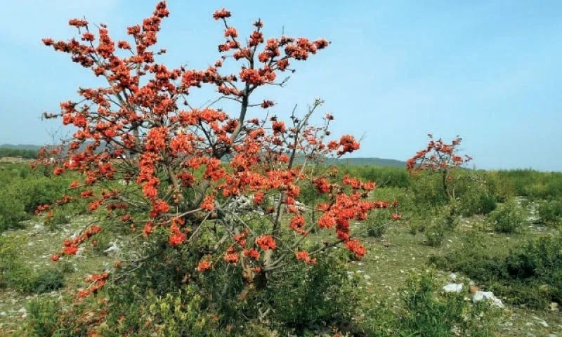 The tree which is known as the god of fire | by Rabia Akram | Tree ...