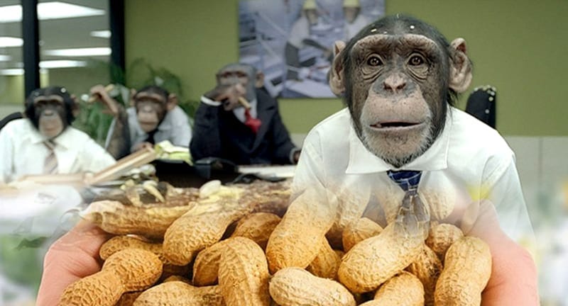 You Pay Peanuts, You Get Monkeys! | by Muhammad Sajwani | Medium