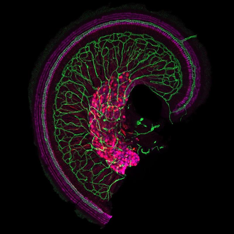 From Cochlea to Cortex: Decoding the Molecular Language of Perception Beyond Our Ears and Eyes ...