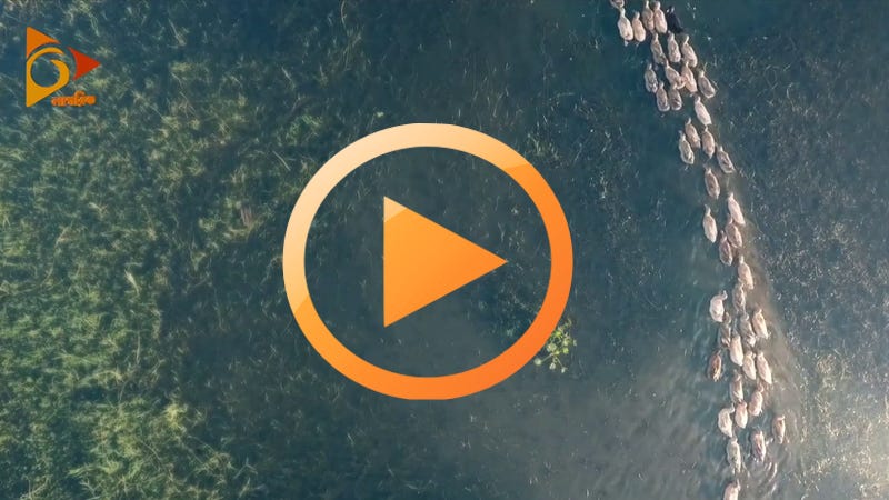 Nagorik TV Live Stream. Don’t miss the live events of Nagorik… | by Nagorik TV | Medium