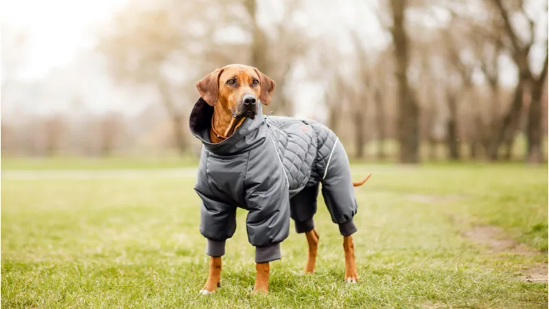 Do Clothes Help Dogs with Anxiety? Exploring the Therapeutic Potential of Canine Apparel | by ...