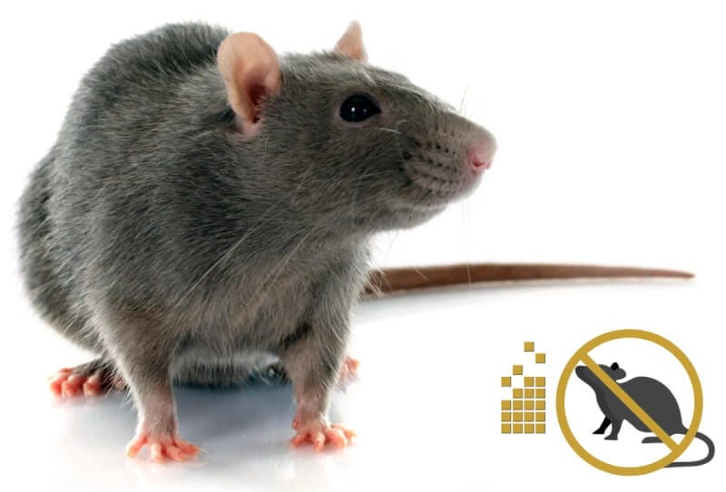 Fight with the Rat. A mouse is an insidious animal that if… | by ...