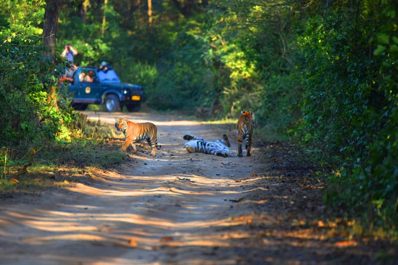 Explore the Thrilling Jhirna and Bijrani Zone Safaris in Jim Corbett ...