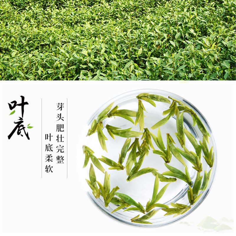 Green tea tips in China. Green tea is the most classic tea in… | by Djx ...