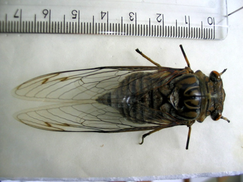 Giant Cicada. Welcome to bug news! | by Insect Fact Center | Aug, 2024 ...