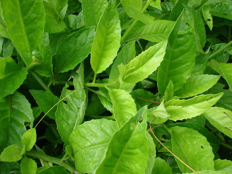 7 of the Best Vertically Farmed Crops You’ve Never Heard Of | by Mark ...