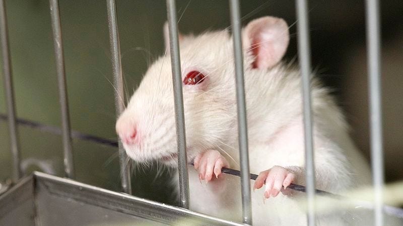A Sick Rat and a Healthy Rat, by David Sedaris | by Peter Tanatarov ...