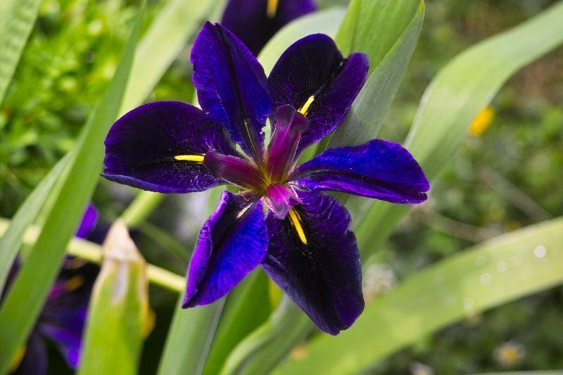 Flower Classification(Kaggle Session #3) | by Han Li | Data Science ...