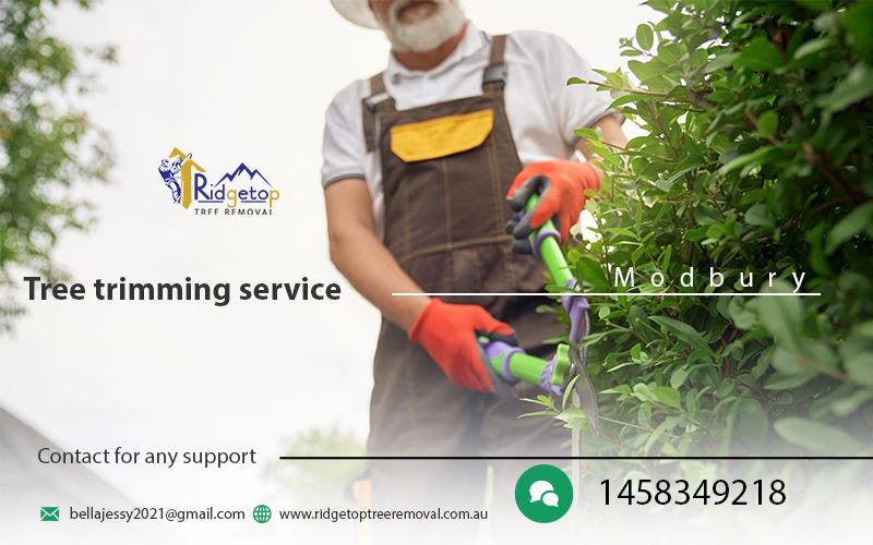 Important things to know about tree trimming service | by ...