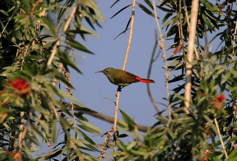 Fire-tailed Sunbird, Aethopyga ignicauda | by Nature-treks.com | Medium
