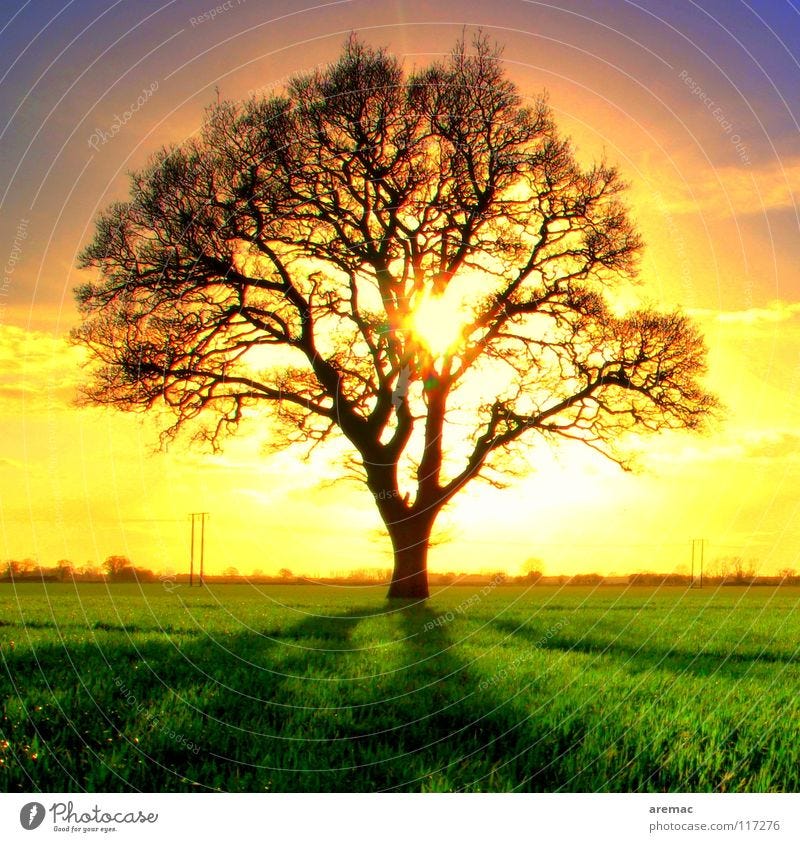 Grandma’s Tree of Life - Krislyn Harris - Medium
