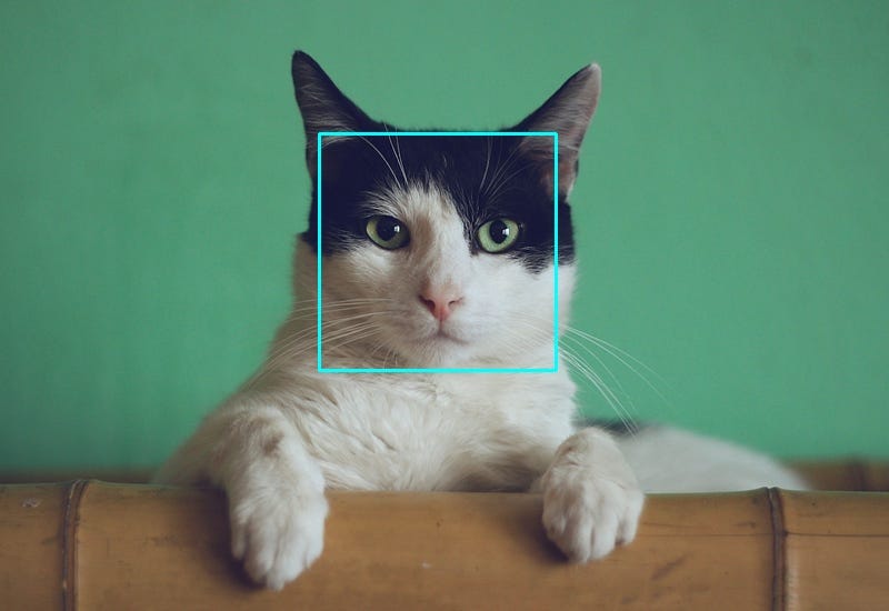 Detecting CAT FACES with CASCADE CLASSIFIER | by Guilherme Gobbo | Medium