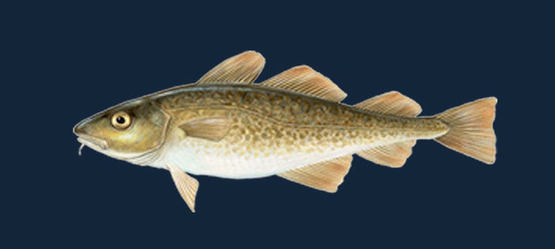 Healing with Fish: The Answer for Chronic Skin Wounds? | by World Ocean ...