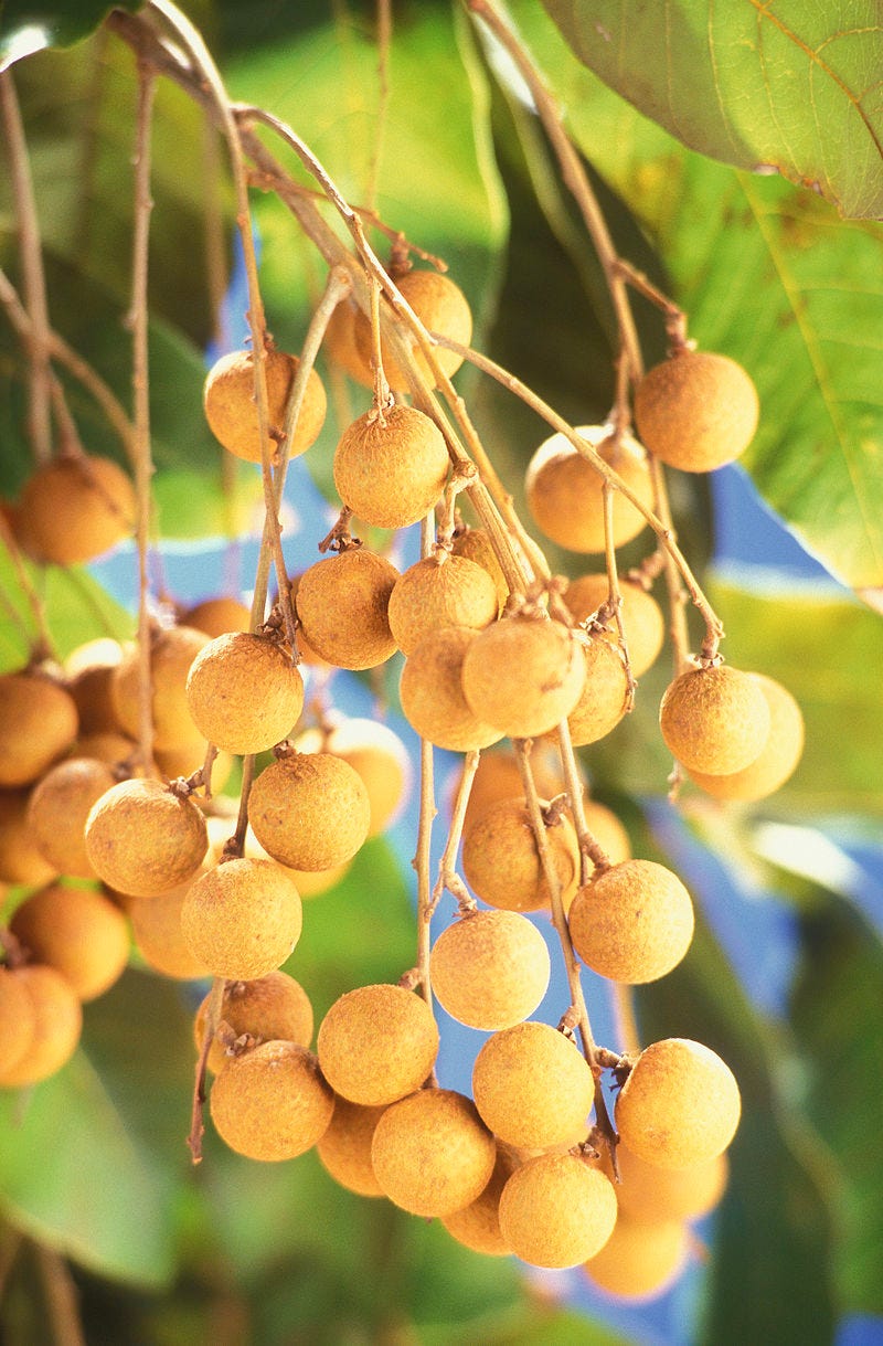 Lychee and Longan. From the outside, the fruit of lychee… | by 葉綠舒 ...