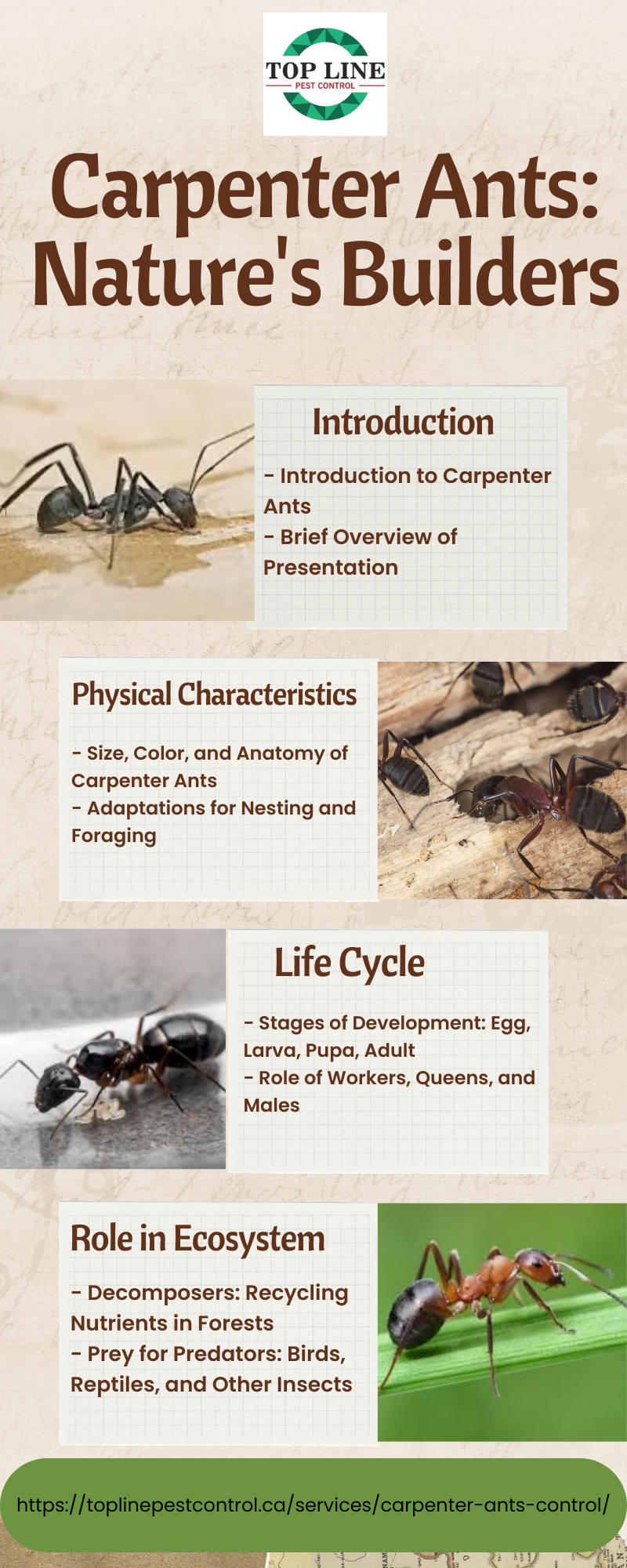 Carpenter Ants: Nature’s Builders Carpenter Ants , often mistaken for ...