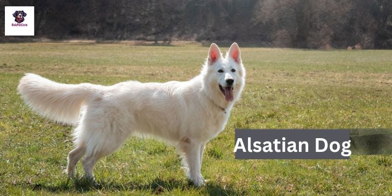 “Discover Everything You Need to Know About Alsatian Dogs” - Dr.Arif ...