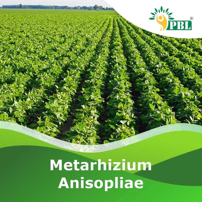 Metarhizium Anisopliae - Peptech Bioscience - Medium
