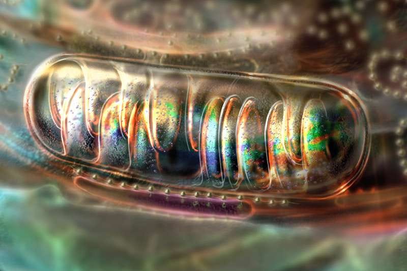 Rare Bi-parental Mitochondrial inheritance in Humans | by HAMZA ...