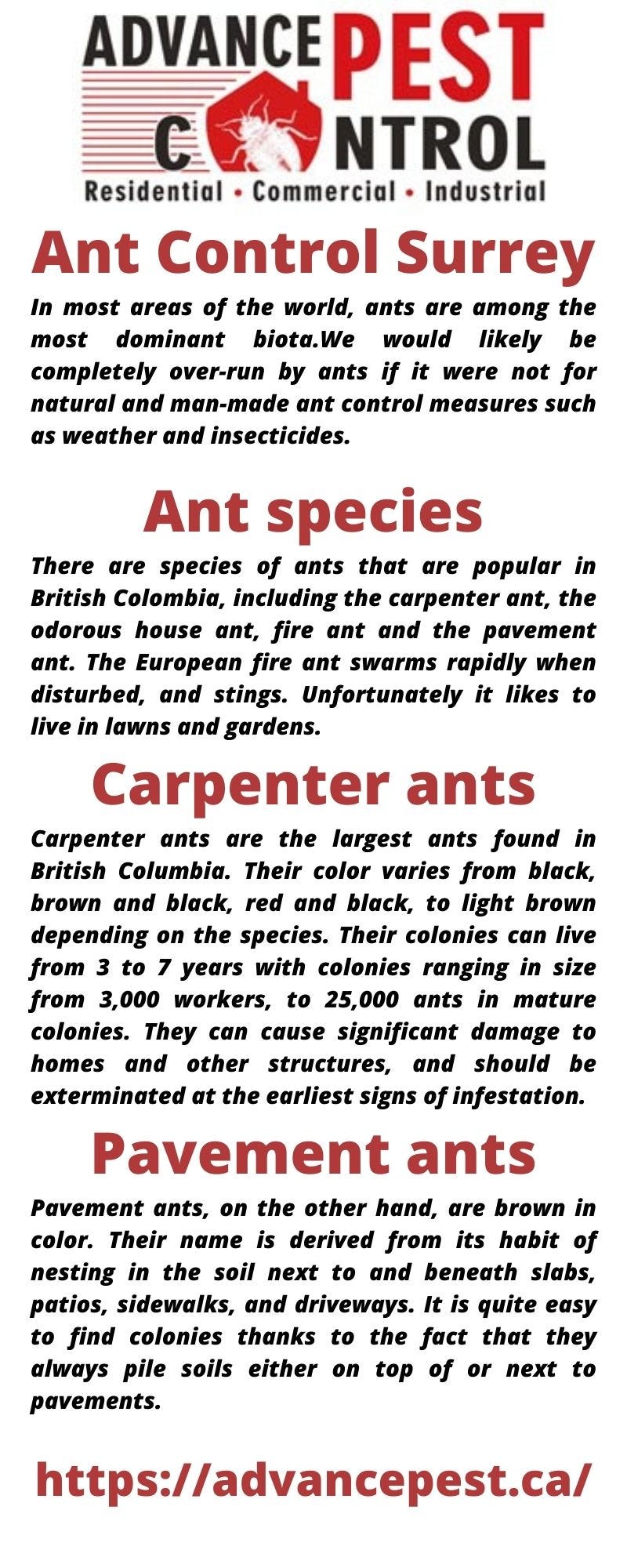 Ants Control Expert Vancouver | Advancepest.ca - Advancepestvontrolca ...