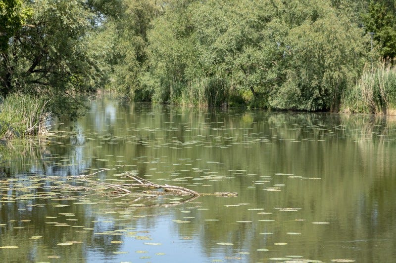 The Pond. The scene of a tragedy often has a… | by Paul Fairbairn | The ...
