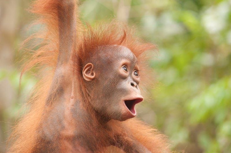 Those Expensive Monkeys. This article is part 2 in a seven-part… | by ...