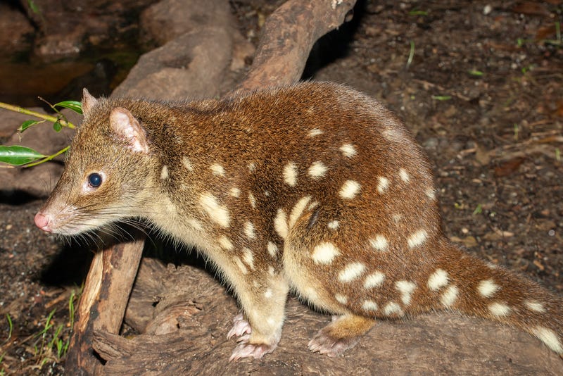 A Strange & Almost Extinct Animal | by Pam Lokker | Midform | Medium