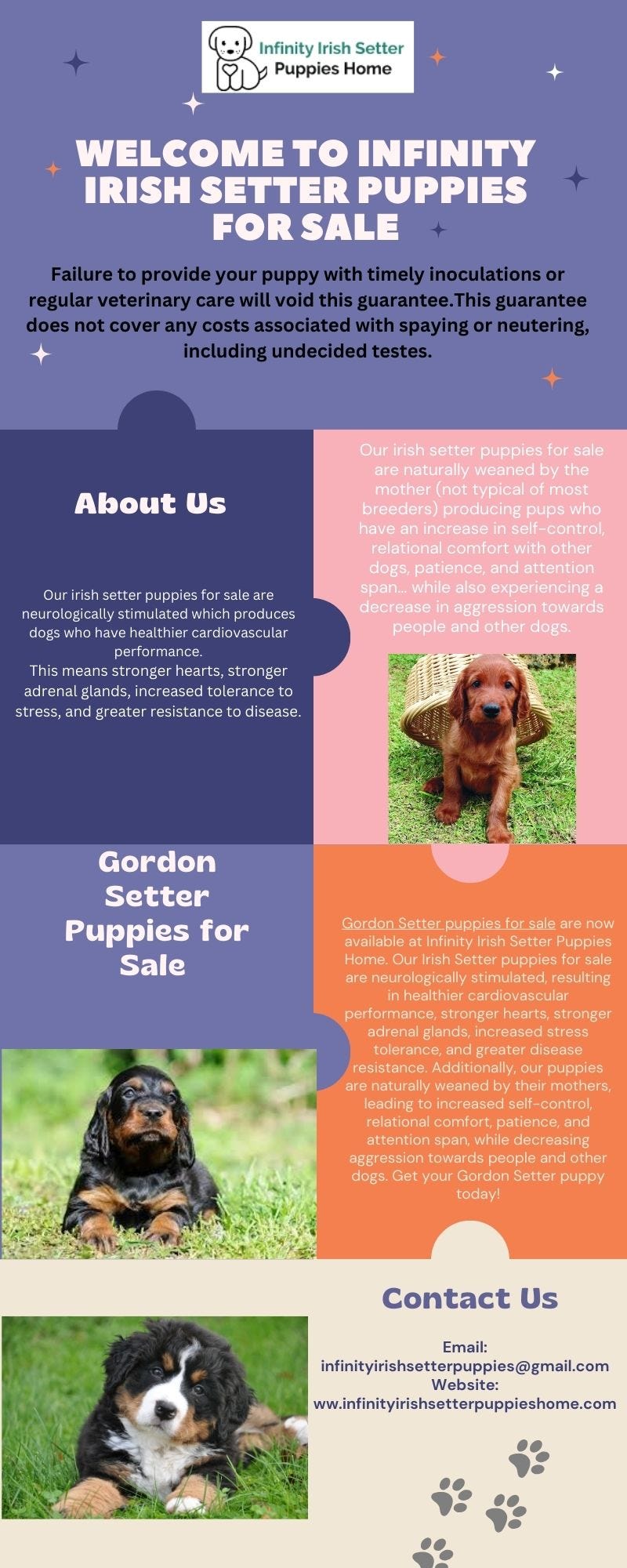 Gordon Setter Puppies for Sale — Infinity Irish Setter Puppies Home ...