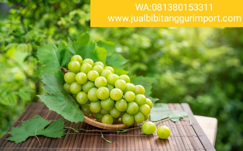 TERCEPAT ! CALL: 0813–8015–3311 Penjual Pohon Anggur New Shine Muscat ...