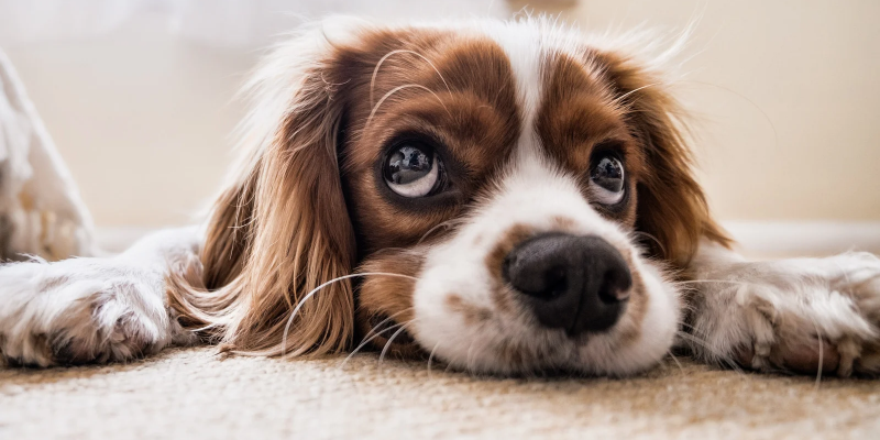 BEST DOG FOOD FOR BOYKIN SPANIEL. Choosing the Best Dog Food for Your ...