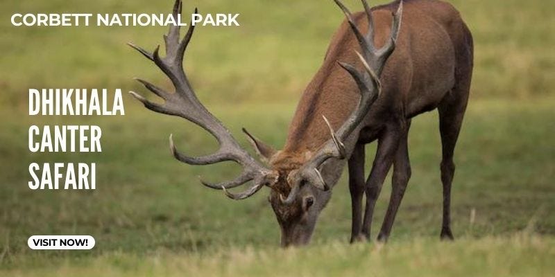 Everything You Must Know About the Dhikala Zone - Corbett National park ...