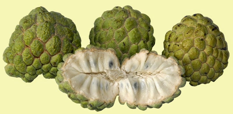 Custard Apple Pulp Manufacturer Supplier from Chhattisgarh - Tripti ...