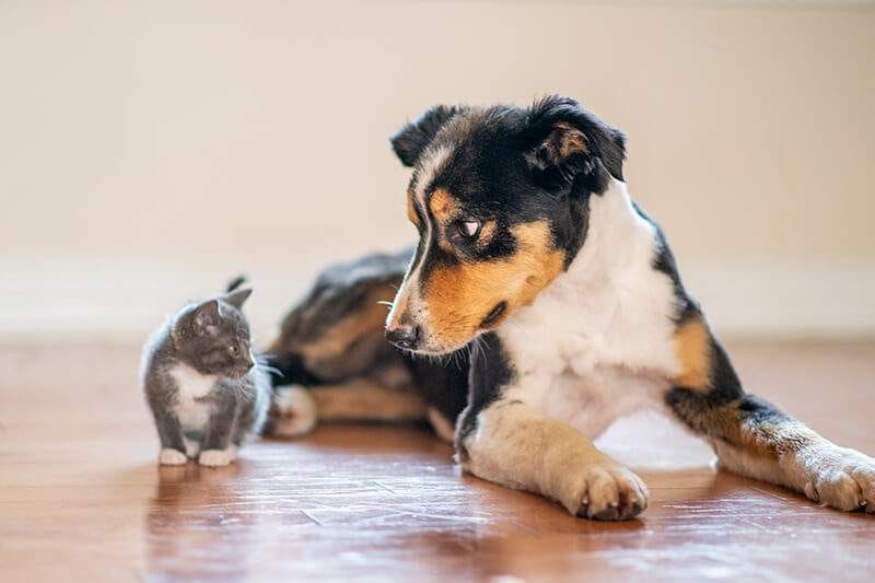 Reliable Emergency Vet Nearby in Houston and The Woodlands | by 242 Animal Hospital | Jun, 2024 ...