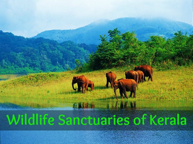 Explore the awesome Wildlife in Kerala. | by Spectacular Info | Medium