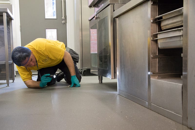 Pest Control Tunbridge Wells. If you are Fed up with pests Like… | by ...