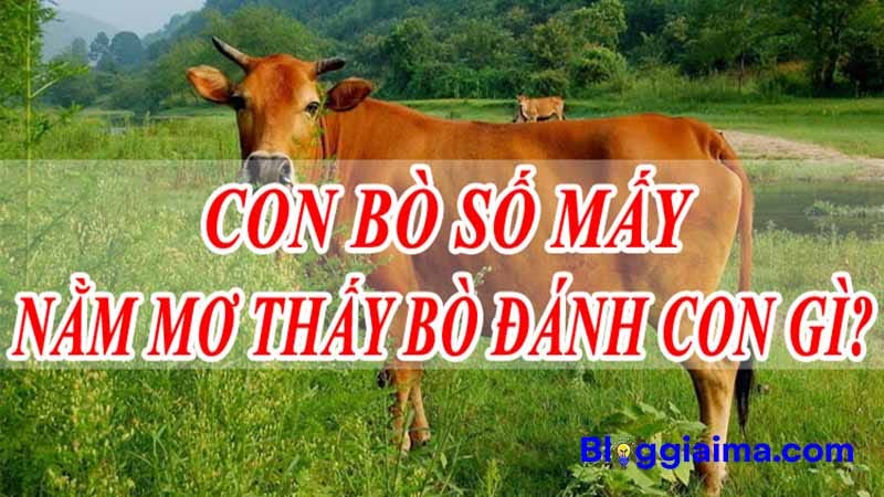 mo thay con bo diem bao tot hay xau danh con gi | by Bloggiaimacom | Medium