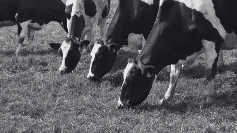 Making a Profitable Micro Dairy. A micro dairy can be a great way to ...