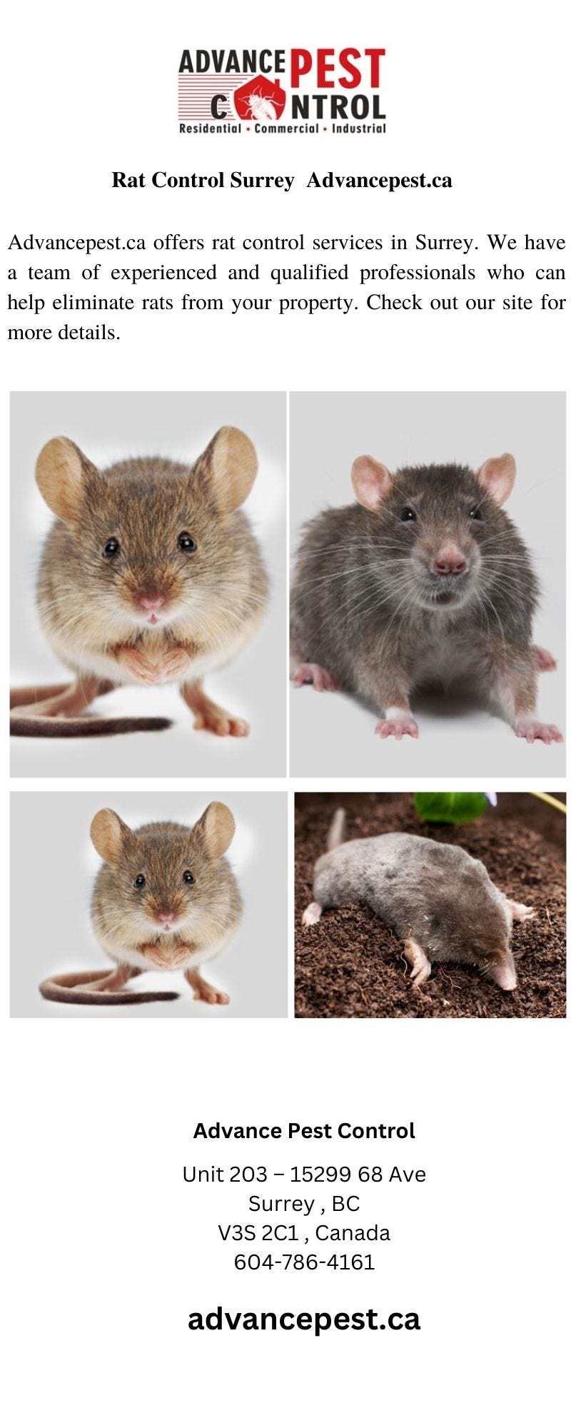 Rat Control Surrey | Advancepest.ca - Advancepestvontrolca - Medium