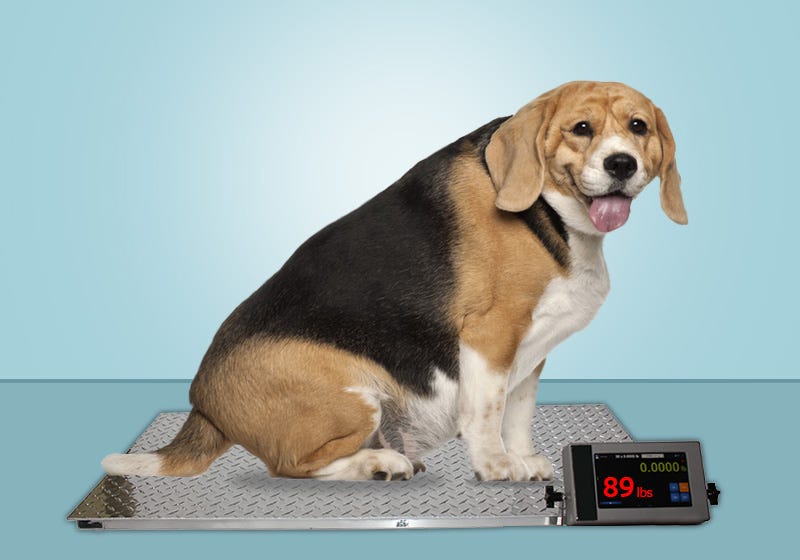 Top Tips To Maintain A Healthy Weight For Your Dog | by Smart Dogs | Medium