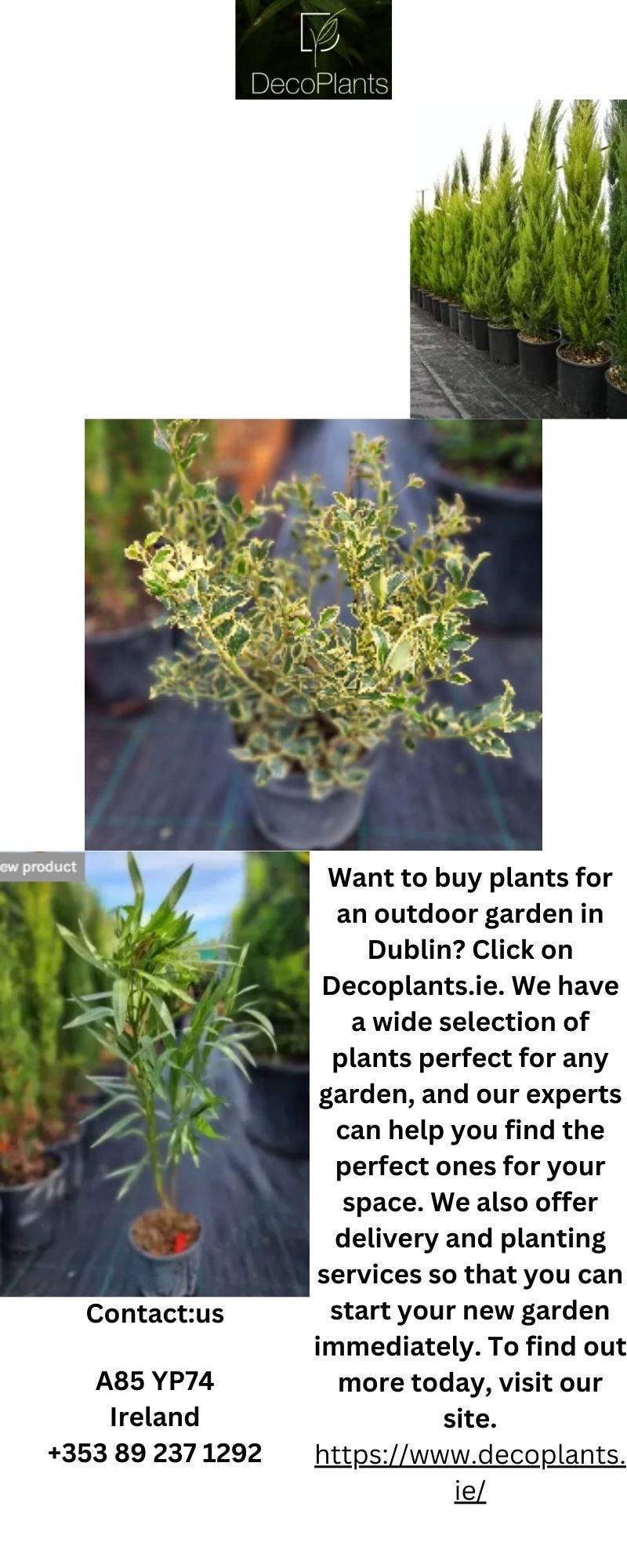Plants For Outdoor Garden | Decoplants.ie - Decoplantsie - Medium