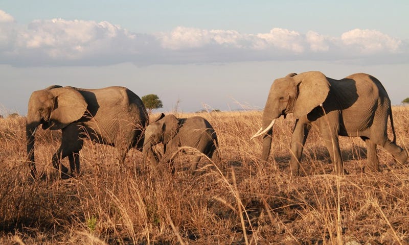Wild Animals Found in Tanzania. Tanzania, a country renowned for its ...