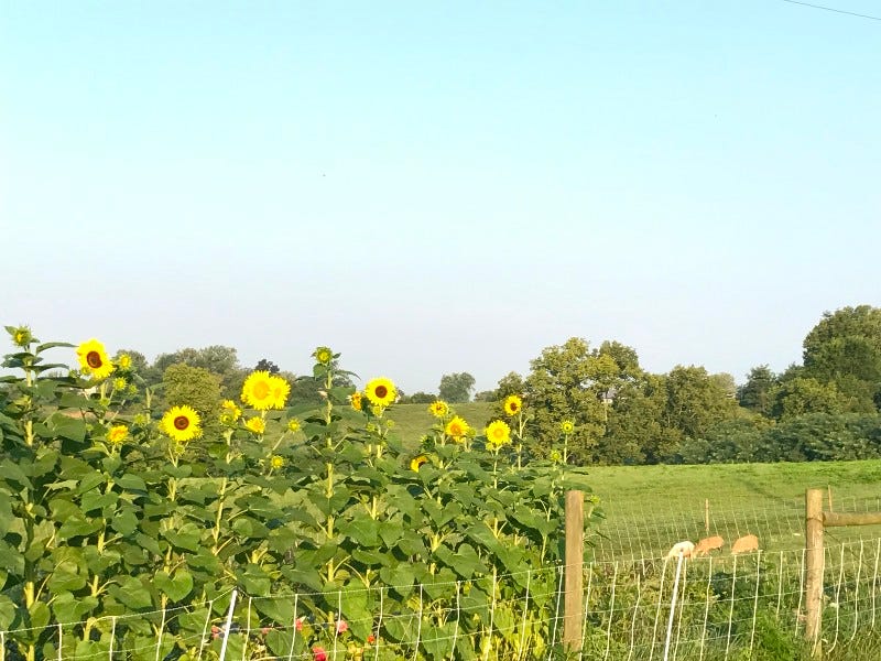 Intent. And USDA. And Young Farmers. | by Bryce Oates | Medium