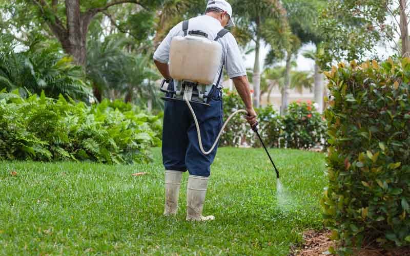 Pest Control Using Cedar Oil: A Natural and Effective Solution | by ...
