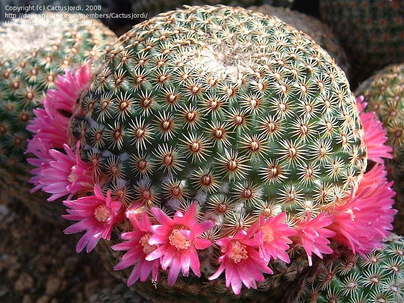 Diez Hermosas Cactáceas Mexicanas By La Libélula México Medium