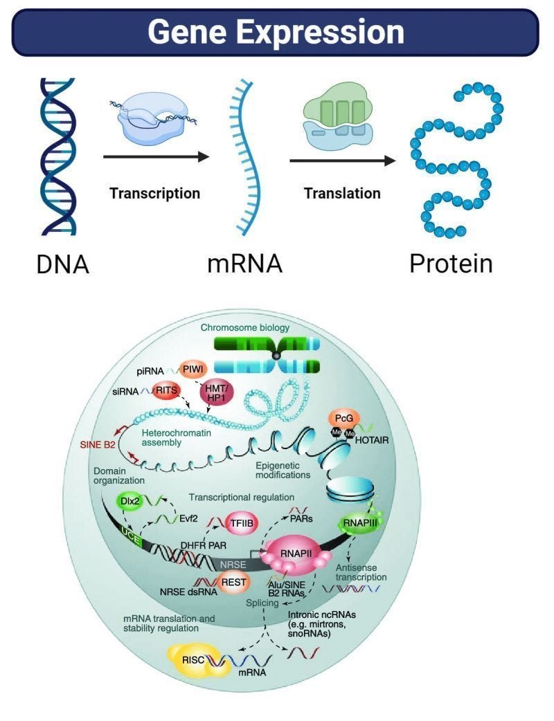 Gene Expression Analysis Market-Forecast(2024–2030) | by Navya | Apr ...