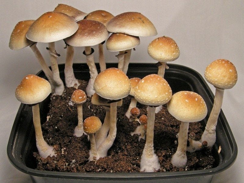 Your Ultimate Guide to Buying Mushrooms Online: Tips, Tricks, and ...