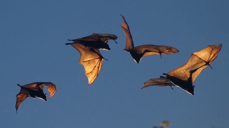(1,300) Bats in the Belfry. In the wake of Bat Appreciation Day, a ...