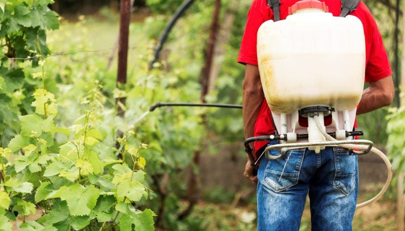 Neem-Based Products: The Ultimate Organic Weed Killer | by Ekta jain ...
